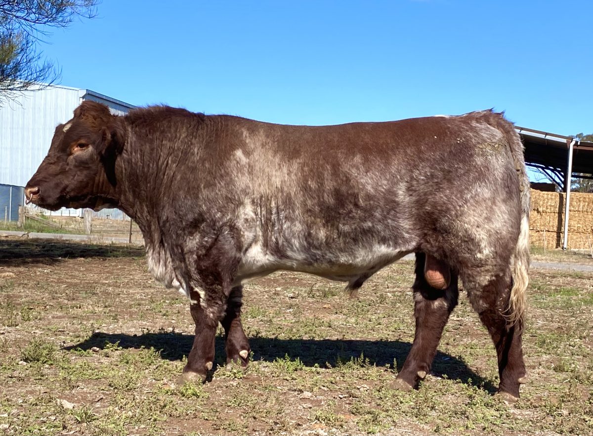 2025 Sale Page - National Shorthorn Show & Sale